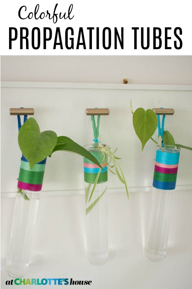 Colorful Propagation Tubes - At Charlotte's House